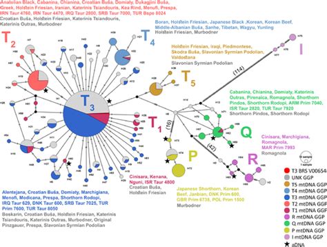 The Median Joining Network Shows The Relationships Among 77 Reduced