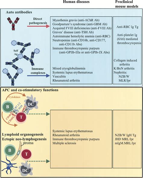 Pathogenic Roles Of B Cells In Human Autoimmunity Immunity