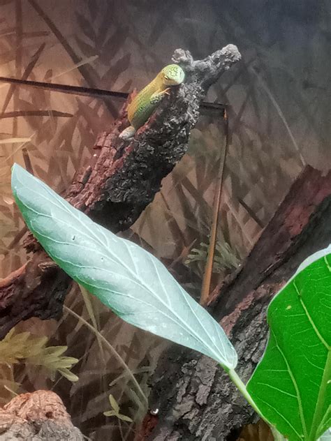 What Type And Sex Is This Catfish Raquariums