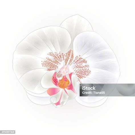 Indah Putih Anggrek Bunga Tropis Phalaenopsis Closeup Terisolasi Vektor