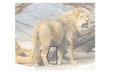 How To Fix Proportions In Your Drawing Monika Zagrobelna