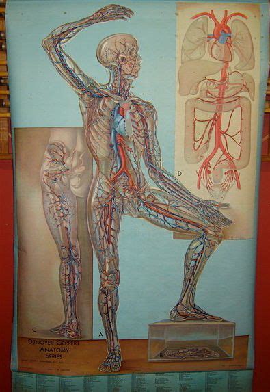 Best 12 Dissection Of The Thorax From Manuel D Anatomie Descriptive Du