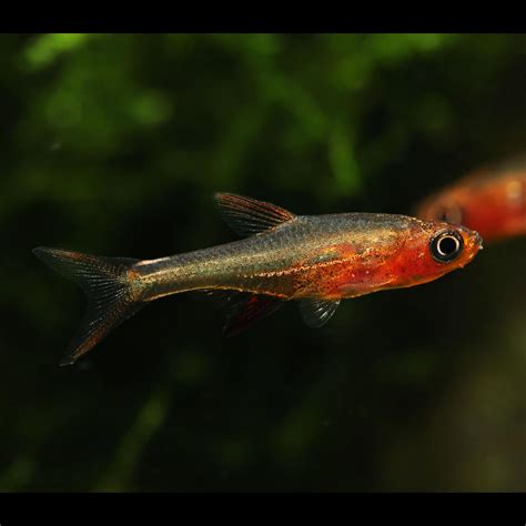 Red Axelrodi Rasbora Planted Tank Mates