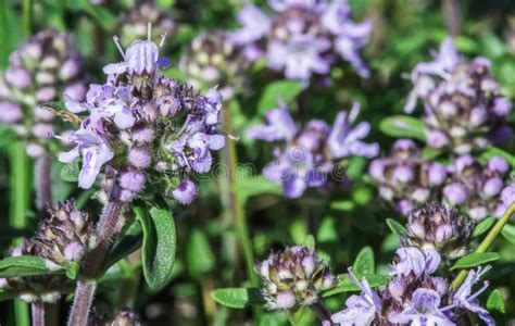 La Flor Del Tomillo Foto De Archivo Imagen De Esencial 127866546