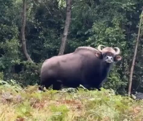 世界体型最大野牛混迹家牛群10余年，国家一级保护动物现身云南
