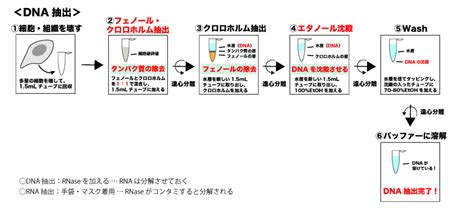 【解決】プラスミドdnaの抽出法について