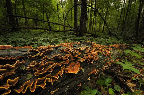 Обои Природа Лес обои для рабочего стола фотографии природа лес деревья Обои для рабочего