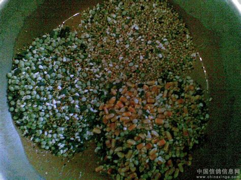保健砂的再加工 图 中信网信鸽园地