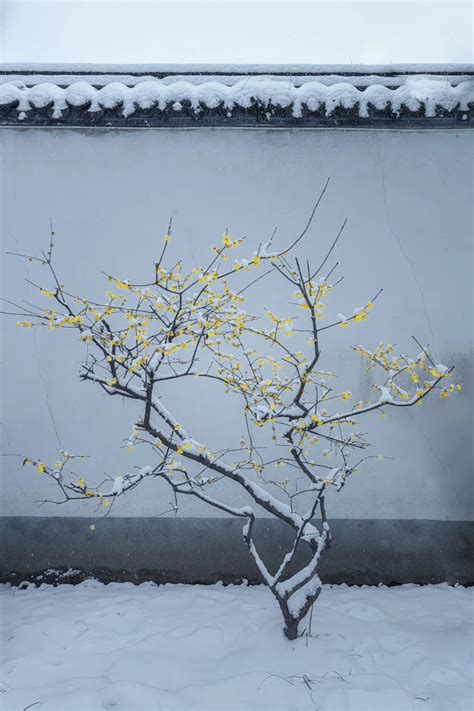 寻梅 · 踏雪 花瓣网