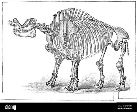 Titanotherium Fossil Skeleton 19th Century Artwork This Large Extinct