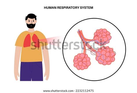 Pulmonary Alveoli End Bronchioles Human Respiratory Stock Vector