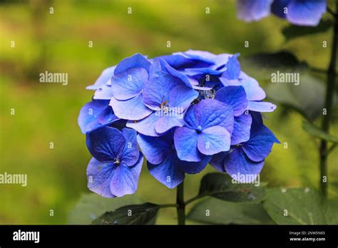 The Flower Head Of A Mop Head Hydrangea Hydrangea Macrophylla Blue