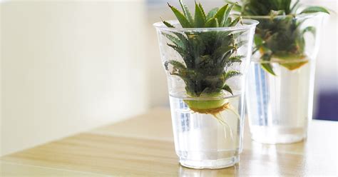 How To Grow Pineapple At Home The Hearty Soul