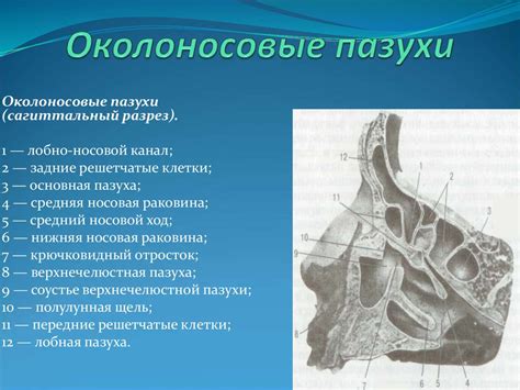 Анатомия носа и околоносовых пазух Наружный нос Хрящи вид спереди