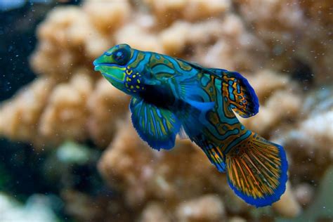 12 Best Saltwater Fish For Beginners