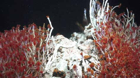 Interdisciplinary Investigation Of A New Hydrothermal Vent Field