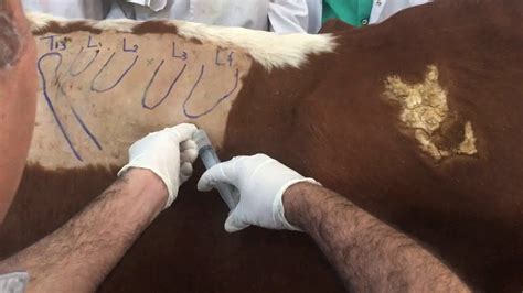 Paravertebral Analgesia Of Cow 🐄 🐂 Bloqueo Paravertebral 🐄 🐂 Analgésie Paravertébrale Chez La