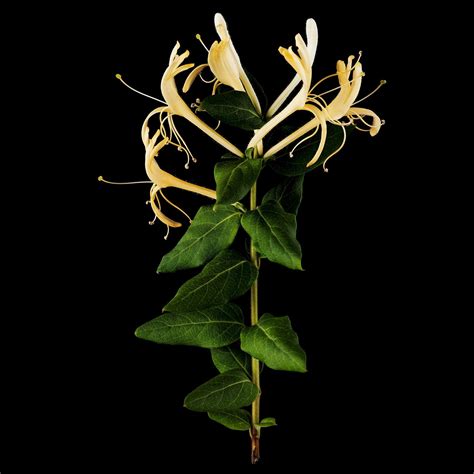 Honeysuckle And Davana Perfume By Jo Malone London Wikiparfum