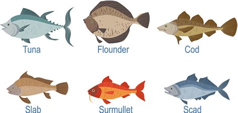 이름 가입 참치 대구 가자미 슬래브 Surmullet Scad 벡터 일러스트와 물고기 종의 컬렉션 0명에 대한 스톡 벡터 아트