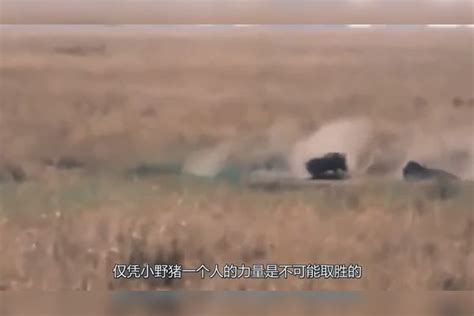 花豹冲向猎物等不及想吃猪肉开荤野猪竟使出独门绝招