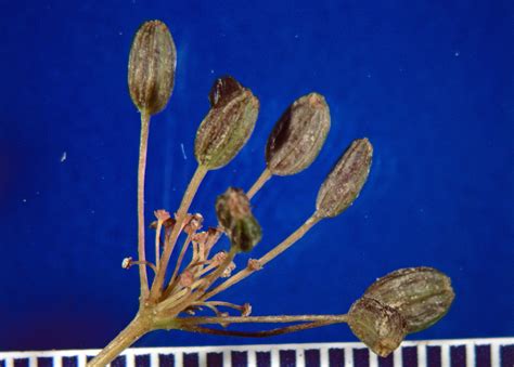 Taenidia Integerrima Apiaceae