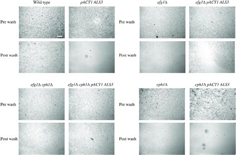 Slide Adhesion Strains Were Spotted Onto Glass Slides And Incubated At