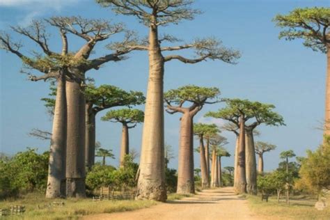 Fakta Unik Baobab Pohon Kehidupan Raksasa Berusia Ribuan Tahun