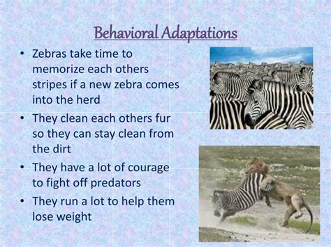 Plains Zebra Physical Adaptations At Brianna Fornachon Blog