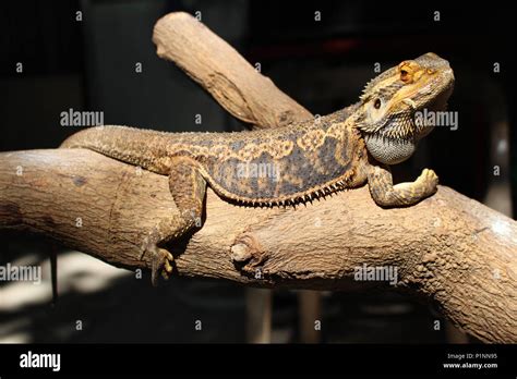 Do Bearded Dragons Get Full At Eden Disney Blog