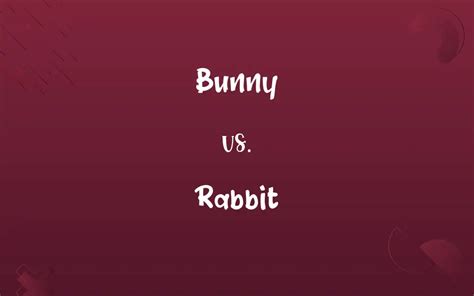 Bunny Vs Rabbit Know The Difference