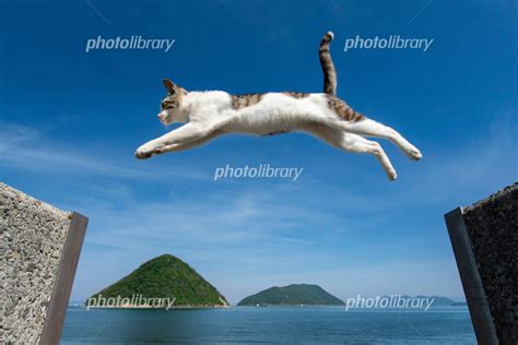 猫 写真素材 6267735 フォトライブラリー Photolibrary