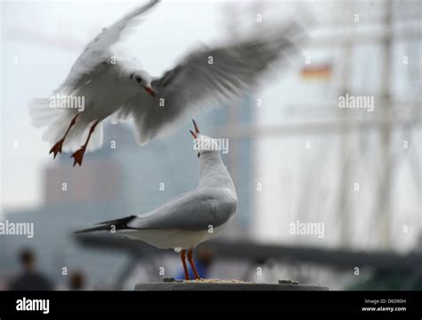 Two Seagulls Fight Over A Few Bread Crumbs On The Landing Stages In The