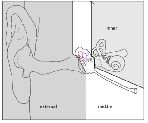 Ear Flashcards Quizlet