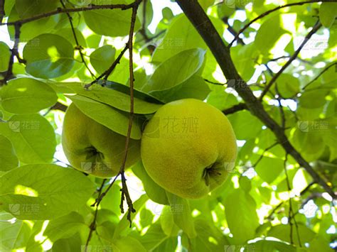 树上长着榅桲。