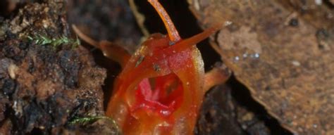 New Flower Discovered In Australia Smells Like Rotting Fish ScienceAlert