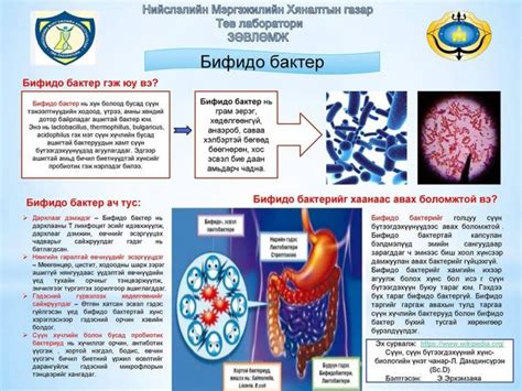 БИФИДО БАКТЕР хүний биед ямар ач холбогдолтой вэ