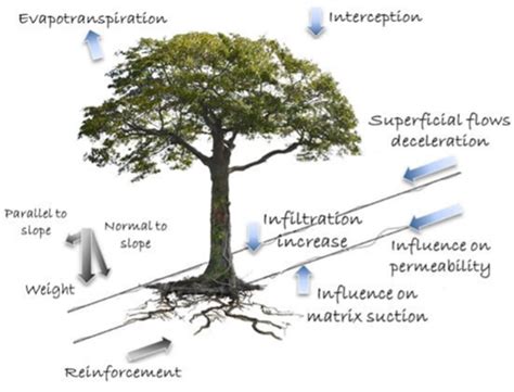 The Root Traits Reducing Landslide Susceptibility Cid Bio Science