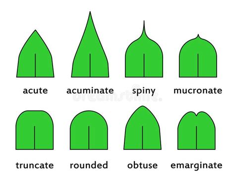 Lamina Leaf