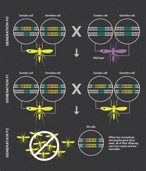 Infographic Using Gene Drive To Control Malaria The Scientist Magazine®