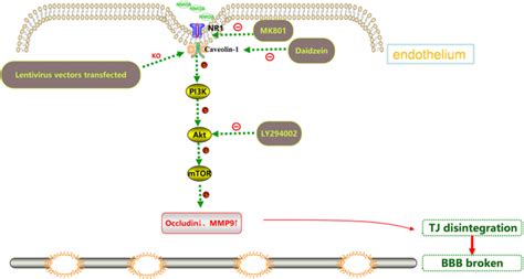 体外抑制 Caveolin 1 相关 Akt mTOR 信号通路可预防 N 甲基 D 天冬氨酸受体激活介导的血脑屏障功能障碍