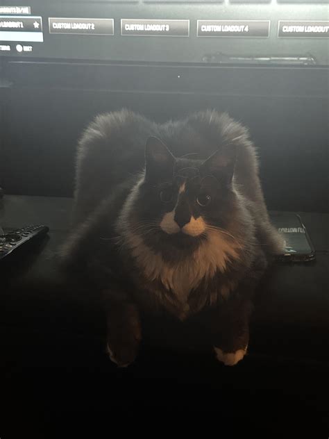 Mega Loaf Rloafcats