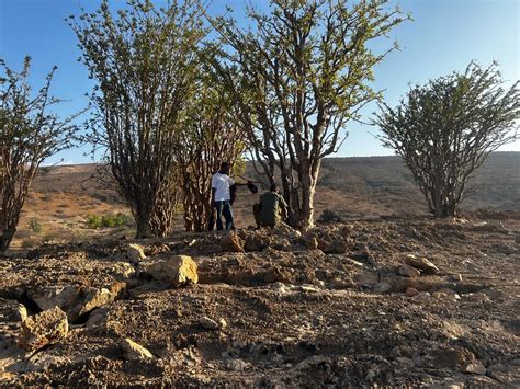 Somalias Gudmo Biyo Cas Forest Wealth What You Need To Know