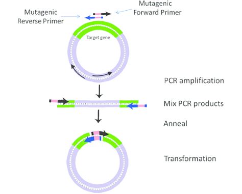 1 The Improvement Of Pcr Mediated Site Directed Mutagenesis Carey Et