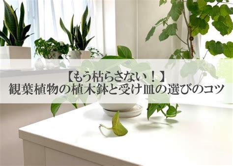 【もう枯らさない！】観葉植物の植木鉢と受け皿の選びのコツ Precious Days