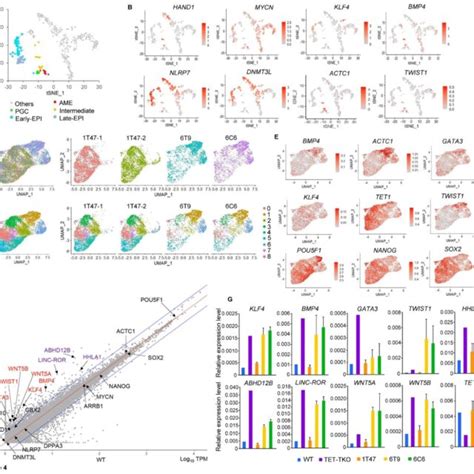 Single Cell And Bulk Rna Seq Analyses Of Cultured Human Early Embryo Download Scientific