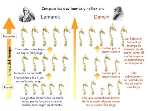 Tipos De Seleccion Natural Atra
