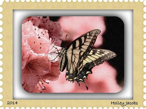 Kipepeo Digital Art By Holley Jacobs Fine Art America