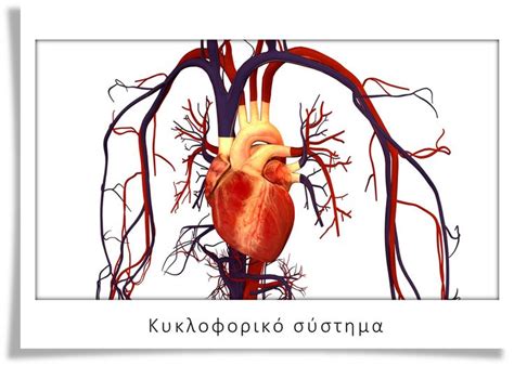 Κεφάλαιο 8ο Κυκλοφορικό σύστημα Circulatory System Cardiovascular