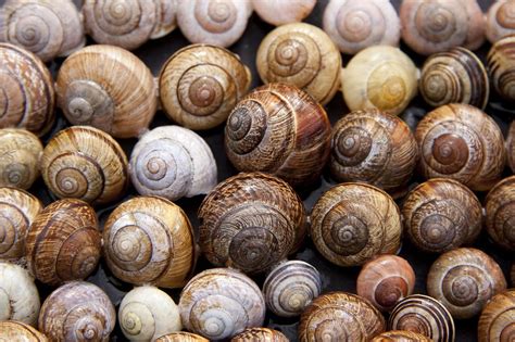Shell Script In Java If You Always Wanted To Write A Shell By