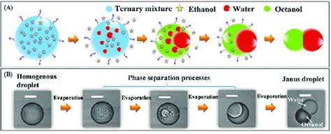 Janus Droplet Formation A The Schematic Of The Co Solvent
